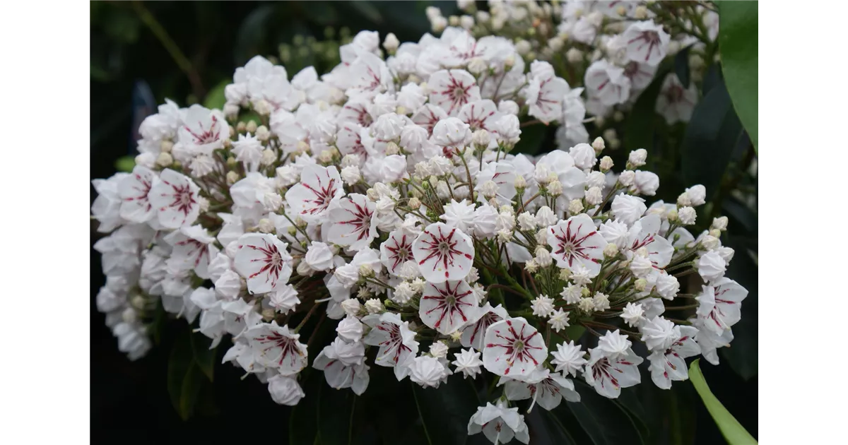 Kalmia latifolia 'Peppermint', Berglorbeer 'Peppermint' - Baumschule Böhlje
