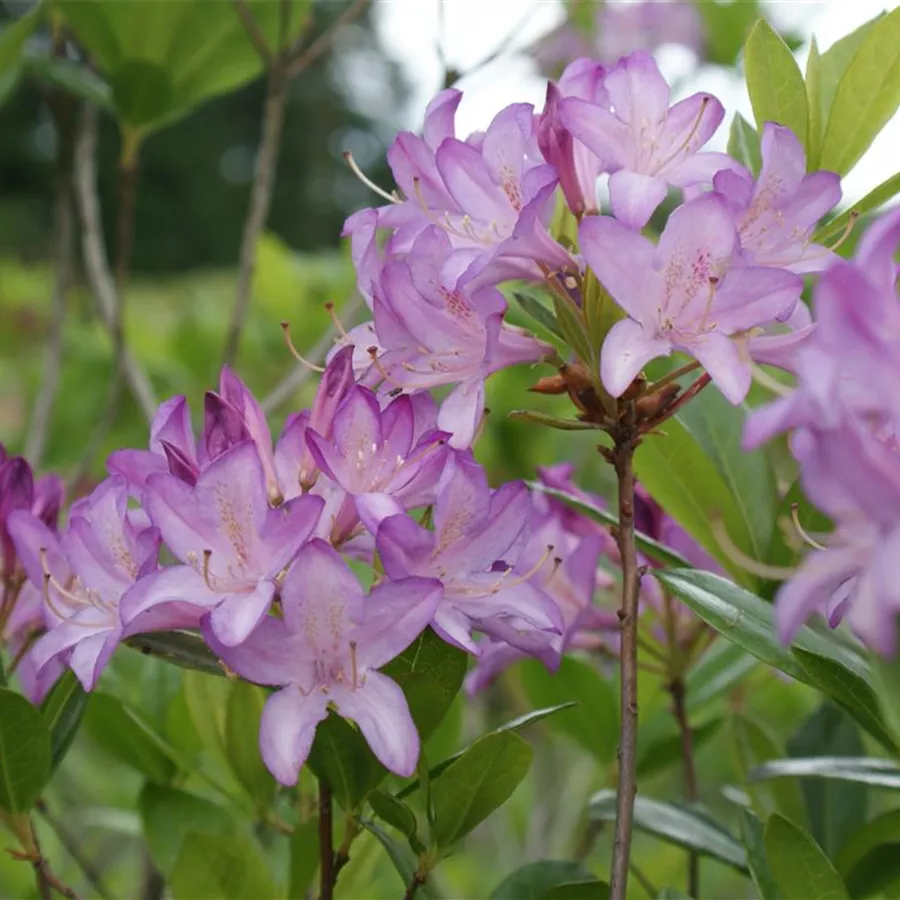 Rhododendron 'Govenianum' (Azaleodendron), Rhododendron 'Govenianum ...
