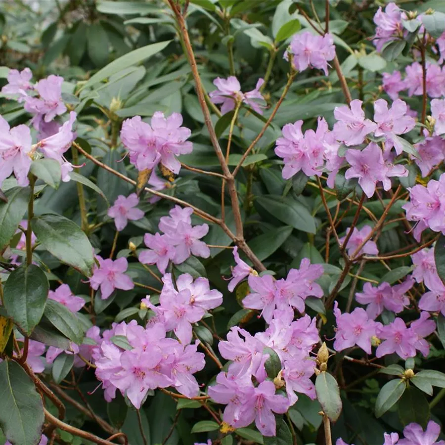 Rhododendron 'Praecox' - Baumschule Böhlje