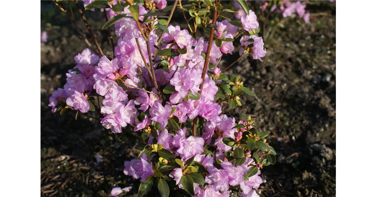 Rhododendron dauric.'April Reign' - Baumschule Böhlje