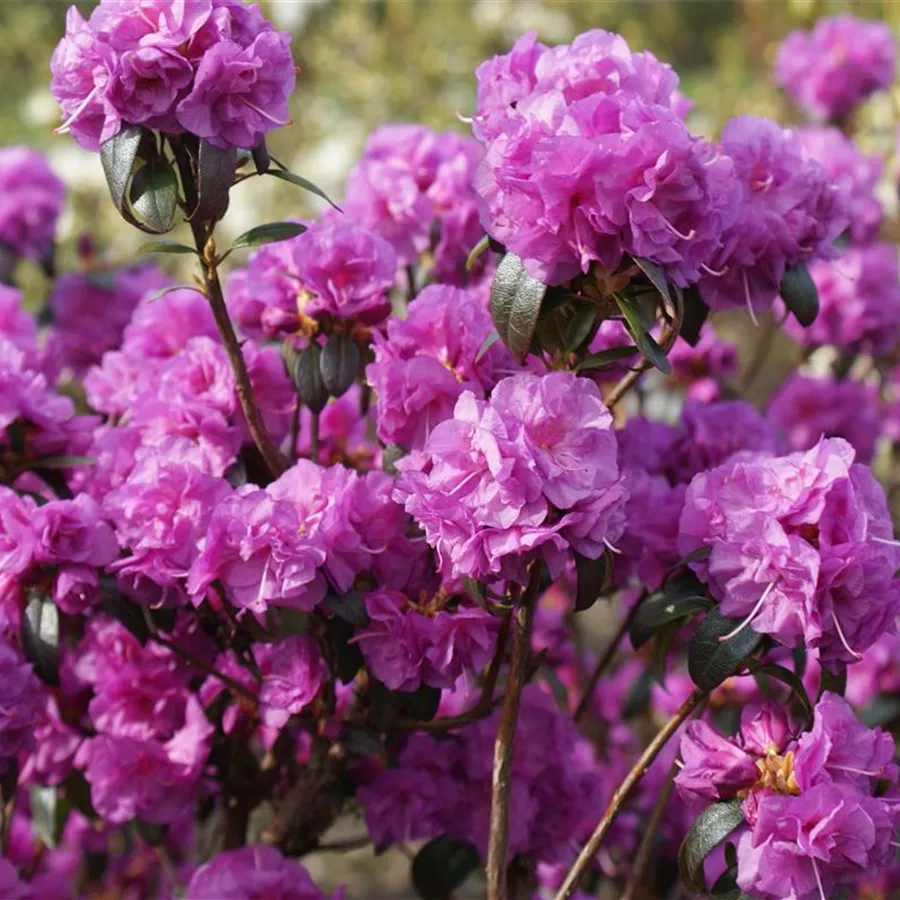 Rhododendron dauric.'April Rose' - Baumschule Böhlje