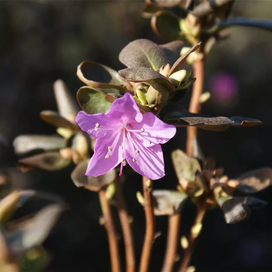 Rhododendron dauric.'Compact', Rhododendron - Baumschule Böhlje