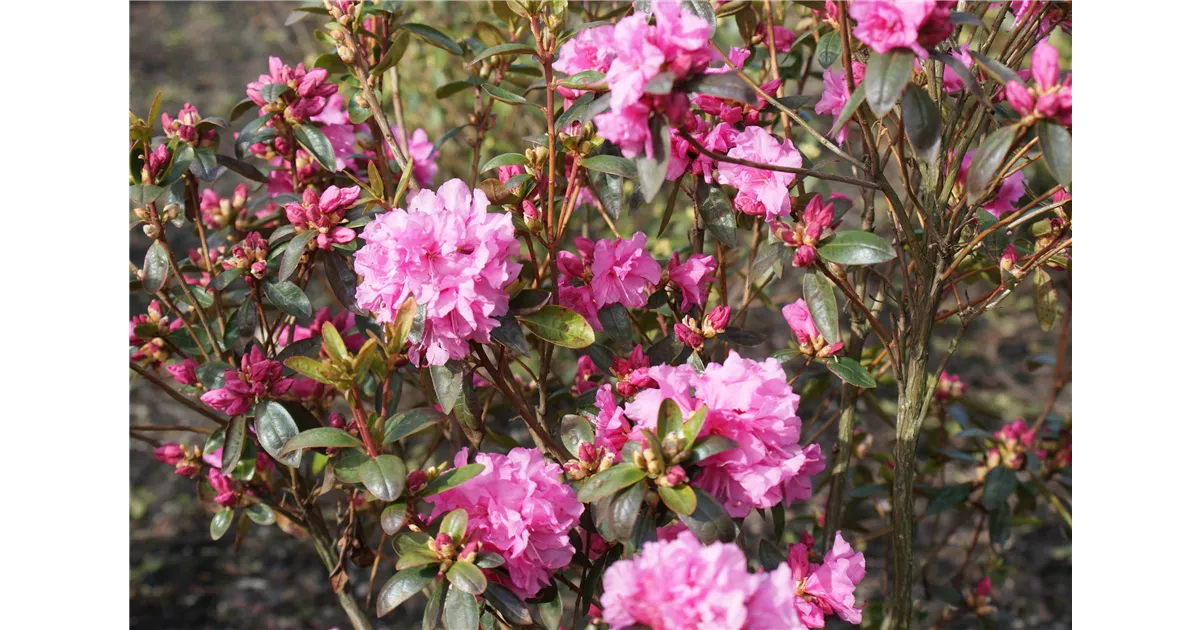 Rhododendron dauric.'Staccato' - Baumschule Böhlje