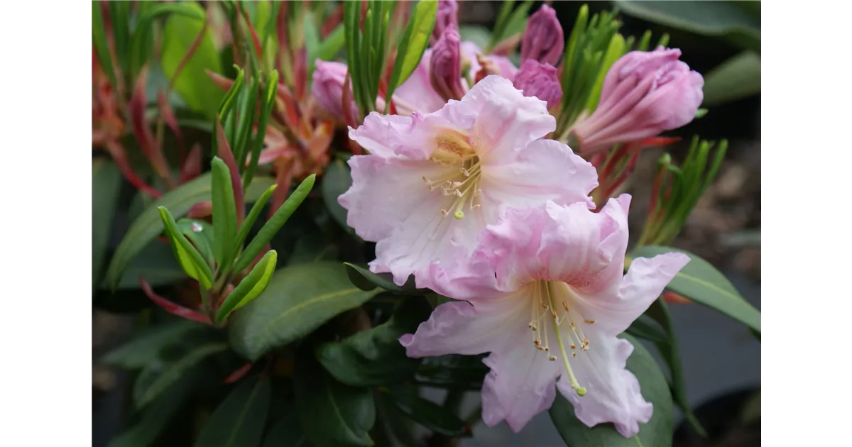 Rhododendron decorum - Baumschule Böhlje