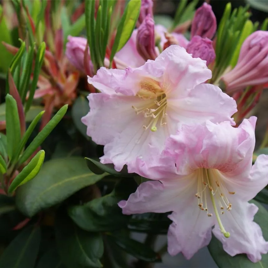 Rhododendron decorum - Baumschule Böhlje