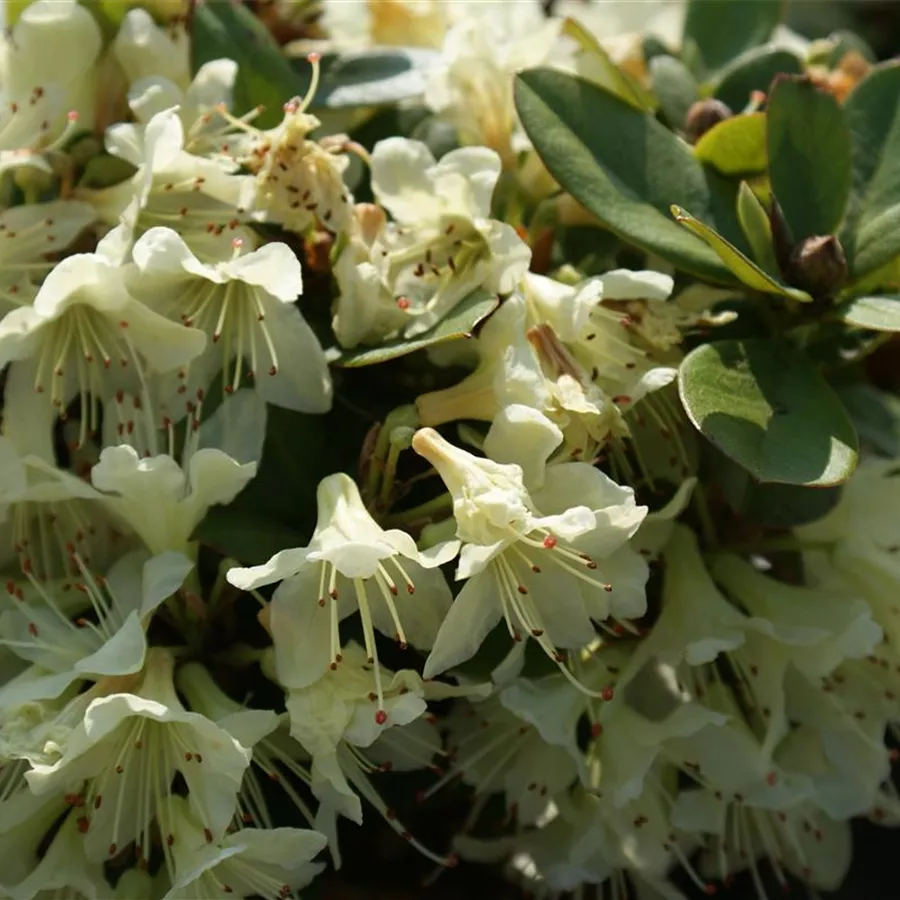 Rhododendron hanceanum 'Shamrock', Zwergalpenrose 'Shamrock ...