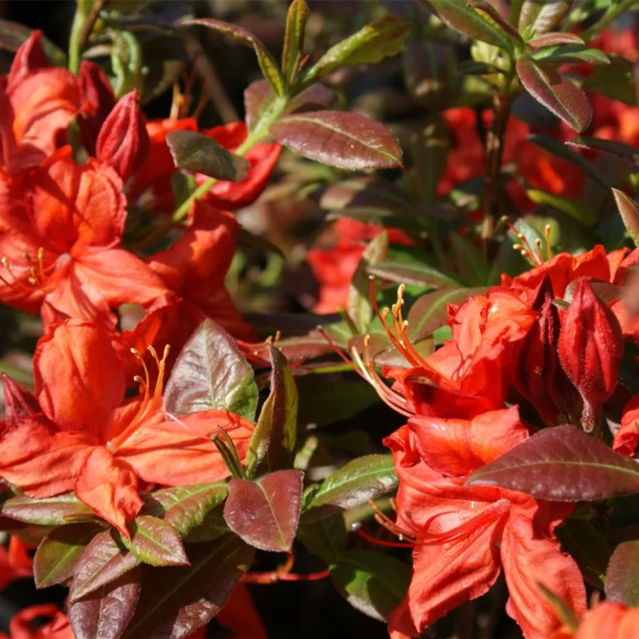 Rhododendron lut.'Fireball' I, Sommergrüne Azalee 'Fireball ...
