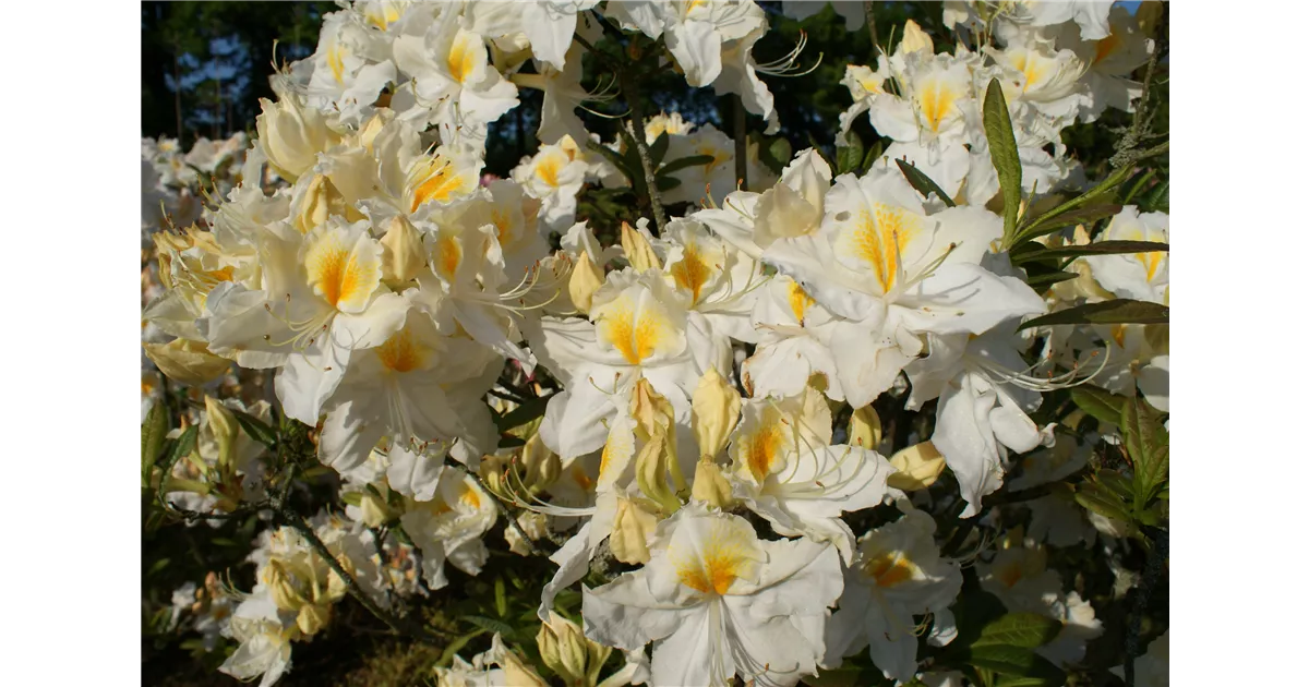 Rhododendron lut.'Persil' II, Sommergrüne Azalee 'Persil' - Baumschule ...