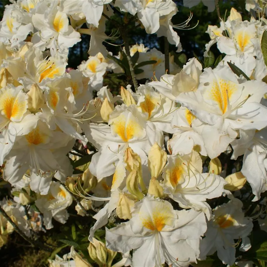 Rhododendron lut.'Persil' II, Sommergrüne Azalee 'Persil' - Baumschule ...