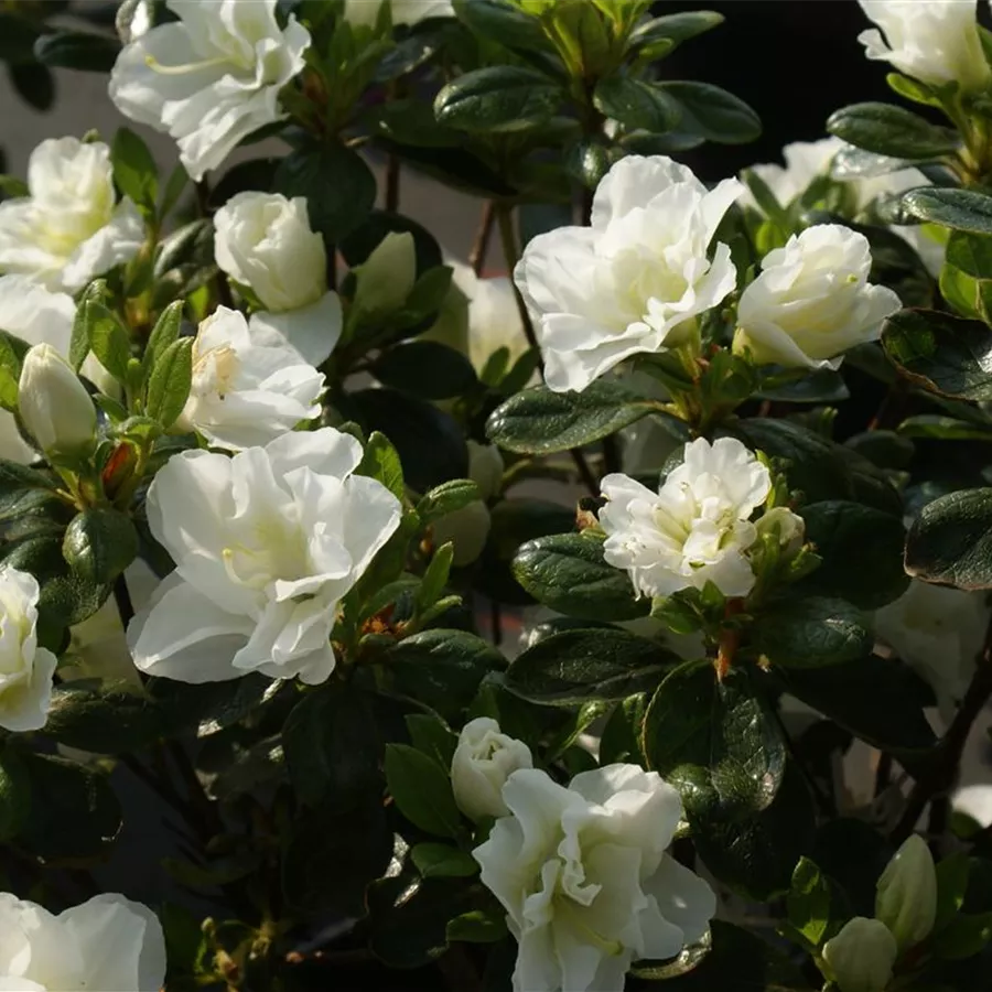 Rhododendron obt.'Schneeperle' -R- III, Japanische Azalee 'Schneeperle ...