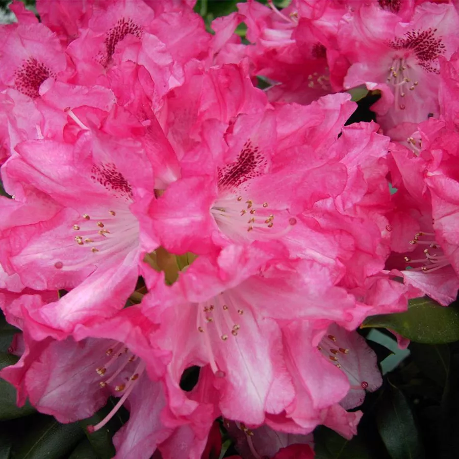 Rhododendron yak.'Bad Zwischenahn' I, Yaku-Rhododendron 'Bad ...
