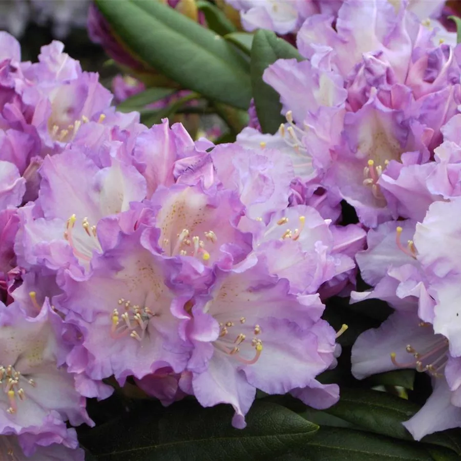 Rhododendron yak.'Caroline Allbrook' I, Yaku-Rhododendron 'Caroline ...