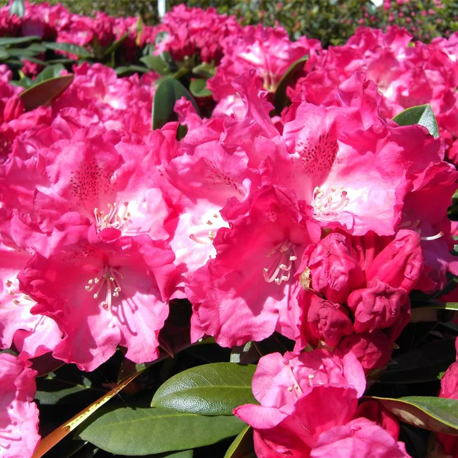 Rhododendron yak.'Morgenrot' I, Yaku-Rhododendron 'Morgenrot ...
