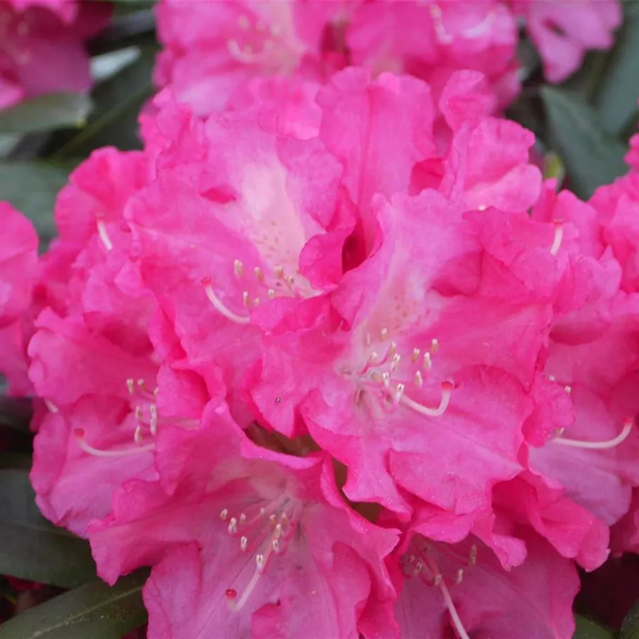 Rhododendron yak.'Sonatine' I, Yaku-Rhododendron 'Sonatine ...