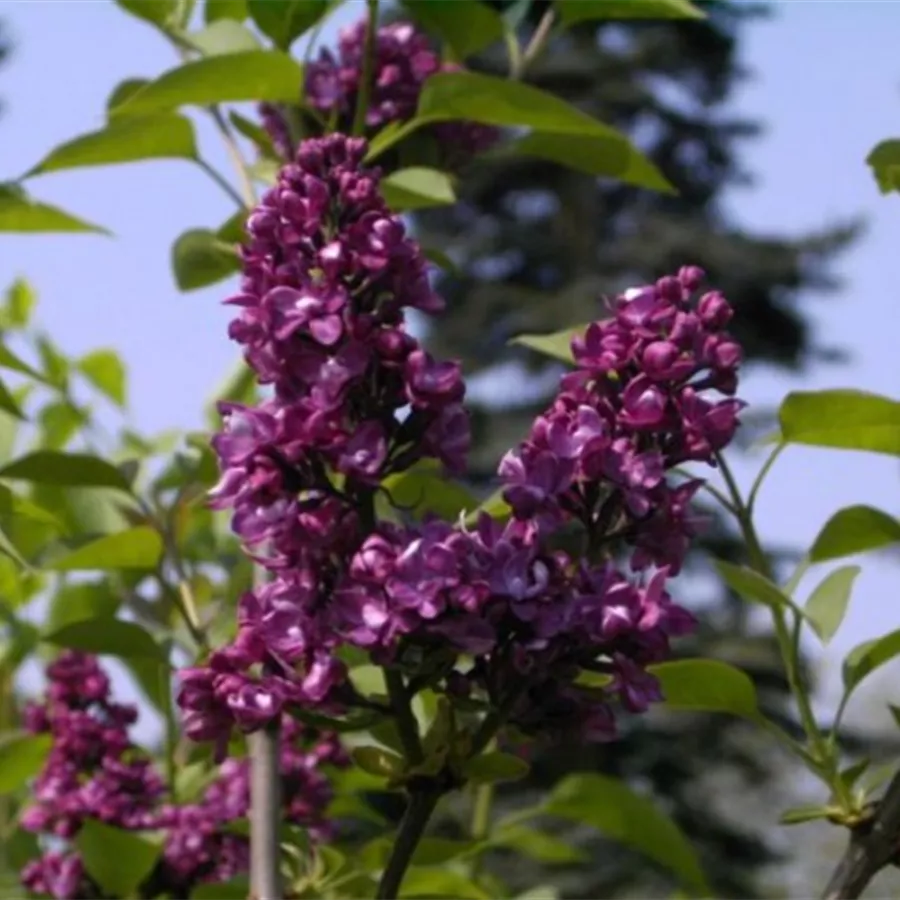 Syringa Vulg Charles Joly