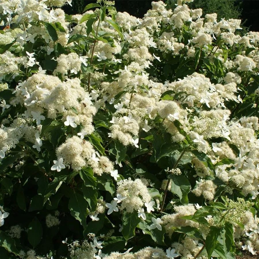 Hydrangea paniculata 'Praecox', Rispenhortensie 'Praecox' - Baumschule ...