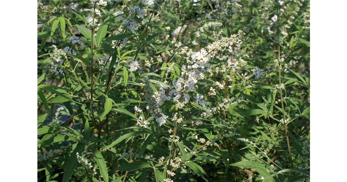 Vitex agnus-castus latifolia alba, Mönchspfeffer - Baumschule Böhlje