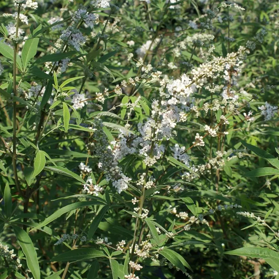 Vitex agnus-castus latifolia alba, Mönchspfeffer - Baumschule Böhlje