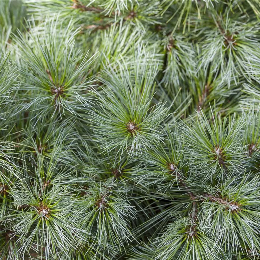 Pinus strobus 'Nana Compacta', Weymouths-Kiefer - Baumschule Böhlje