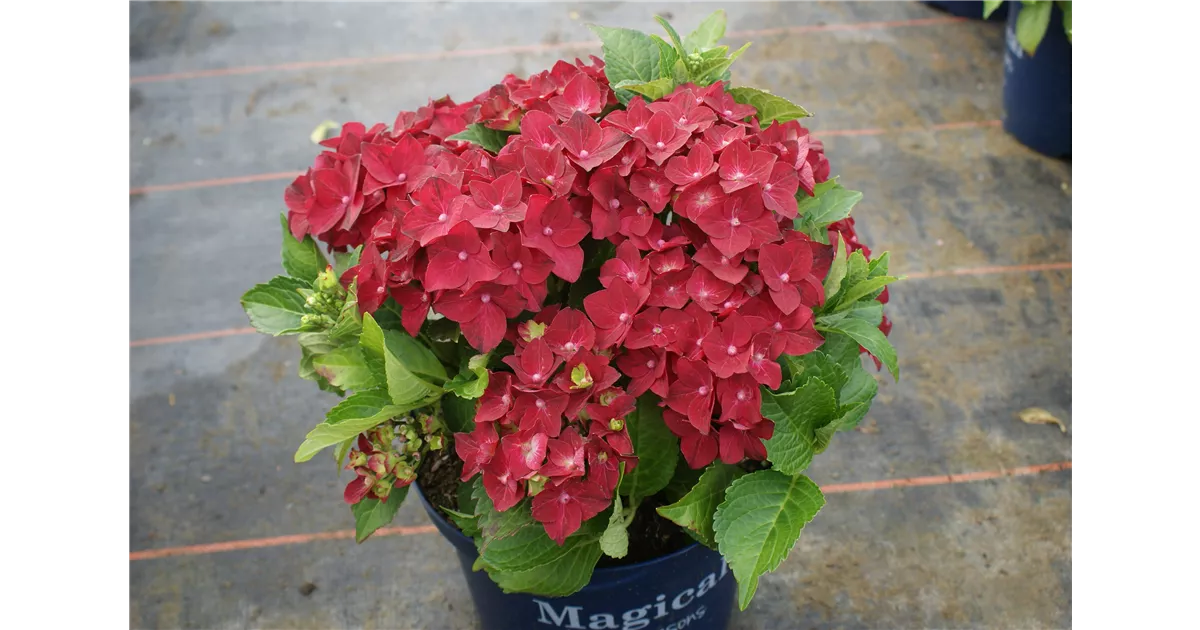 Hydrangea macrophylla 'Magical Ruby Tuesday', Bauernhortensie - Baumschule Böhlje
