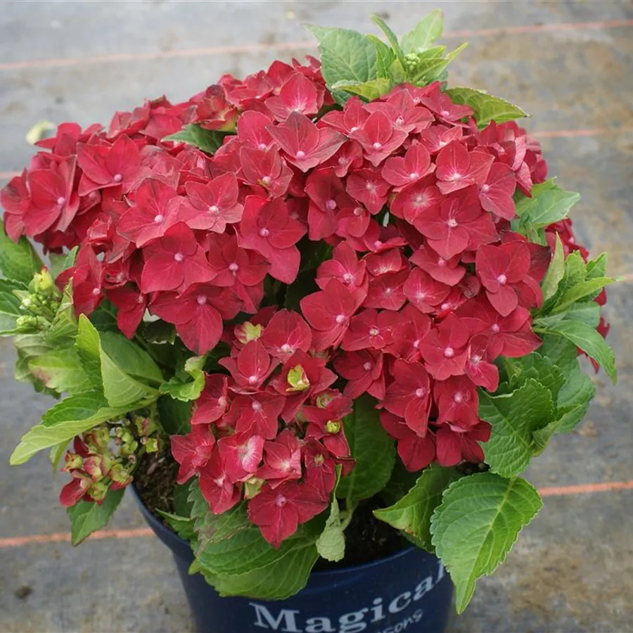 Hydrangea macrophylla 'Magical Ruby Tuesday', Bauernhortensie - Baumschule Böhlje