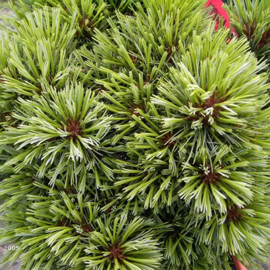 Pinus koraiensis 'Blue Ball', Blaue Korea-Kiefer - Baumschule Böhlje