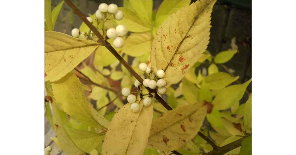Callicarpa japonica 'Leucocarpa', Schönfrucht 'Leucocarpa' - Baumschule ...