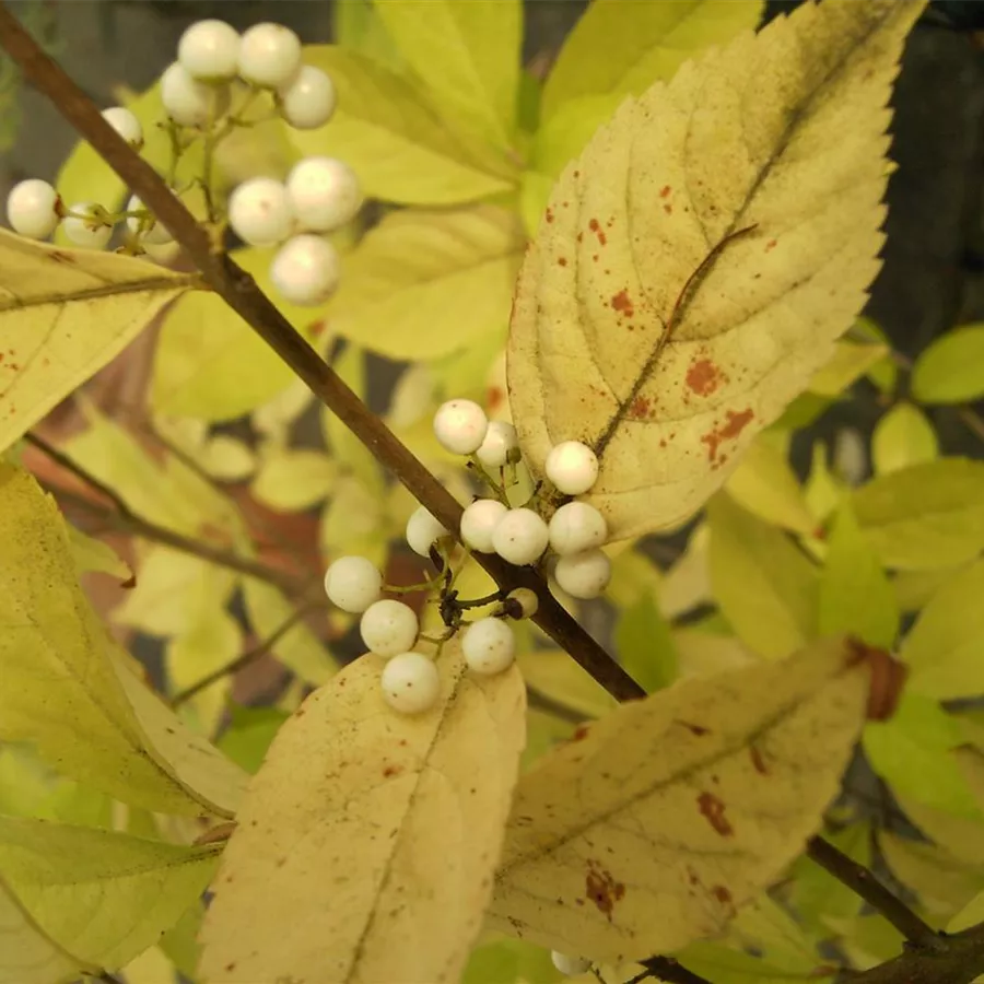 Callicarpa japonica 'Leucocarpa', Schönfrucht 'Leucocarpa' - Baumschule ...