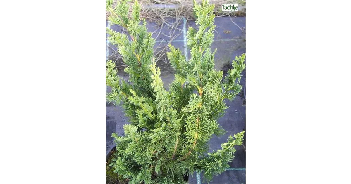 Chamaecyparis laws.'Wisselii', Gartenzypresse 'Wisselii' - Baumschule ...