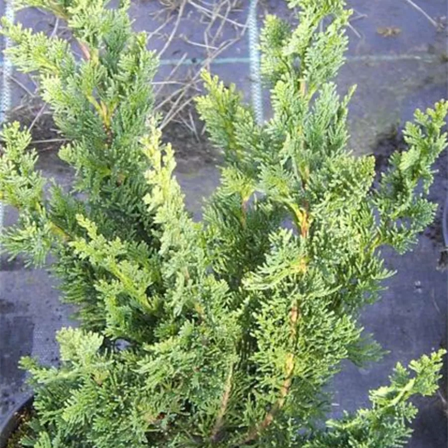 Chamaecyparis laws.'Wisselii', Gartenzypresse 'Wisselii' - Baumschule ...