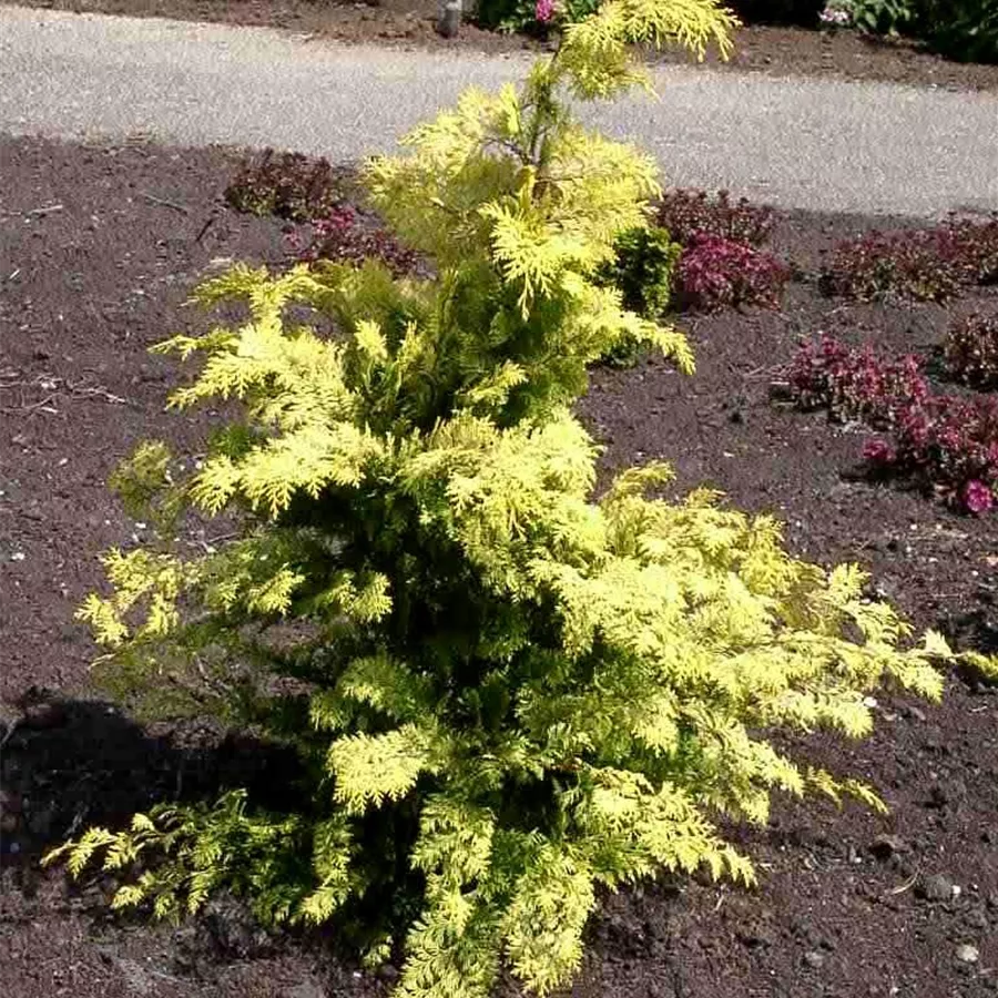Chamaecyparis obtusa 'Crippsii', Goldgelbe Hinoki-Scheinzypresse ...