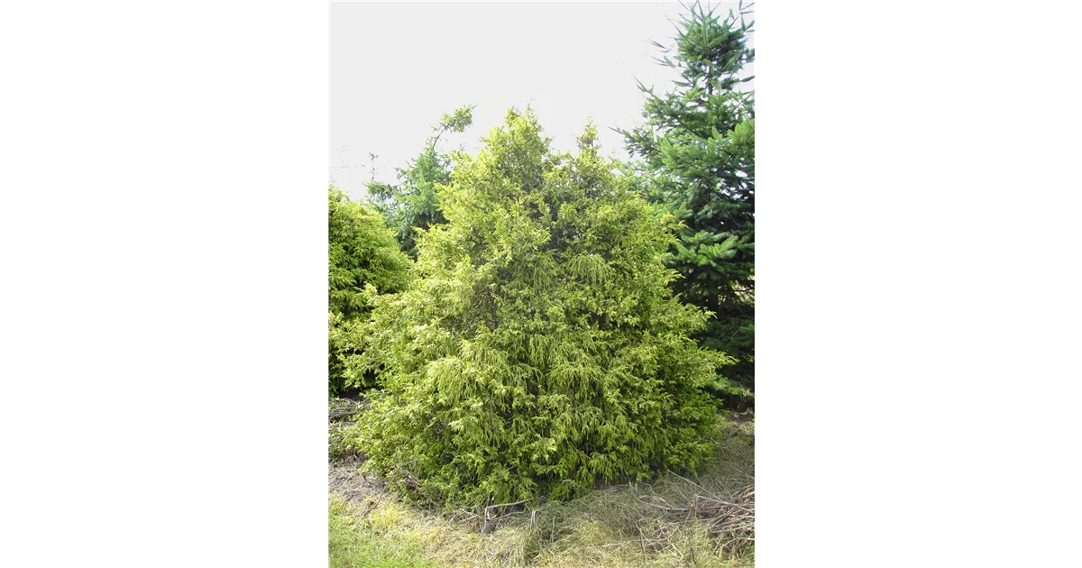 Chamaecyparis pis.'Gold Spangle', Fadenzypresse 'Gold Spangle ...