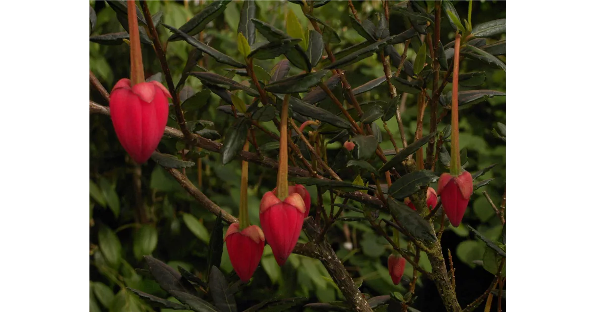 Crinodendron hookerianum, Laternenbaum - Baumschule Böhlje