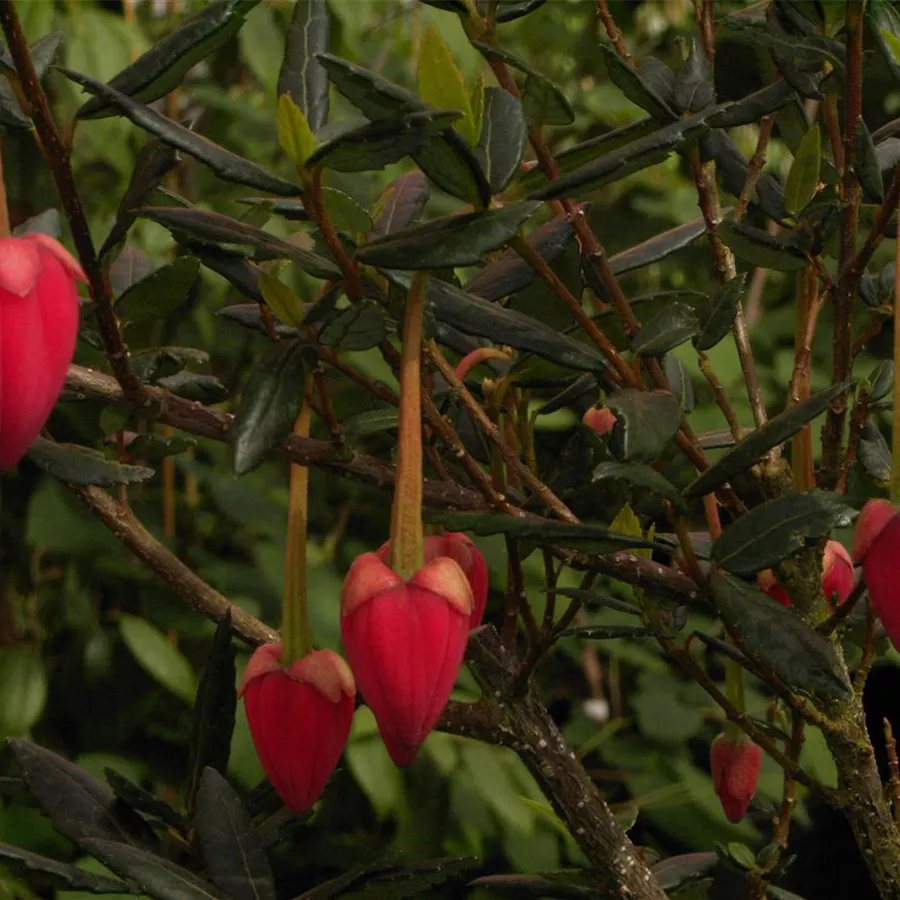 Crinodendron hookerianum, Laternenbaum - Baumschule Böhlje
