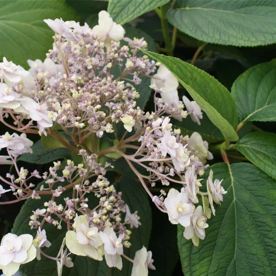 Hydrangea involucrata 'Hanabi Tama', Samthortensie 'Hanabi Tama ...