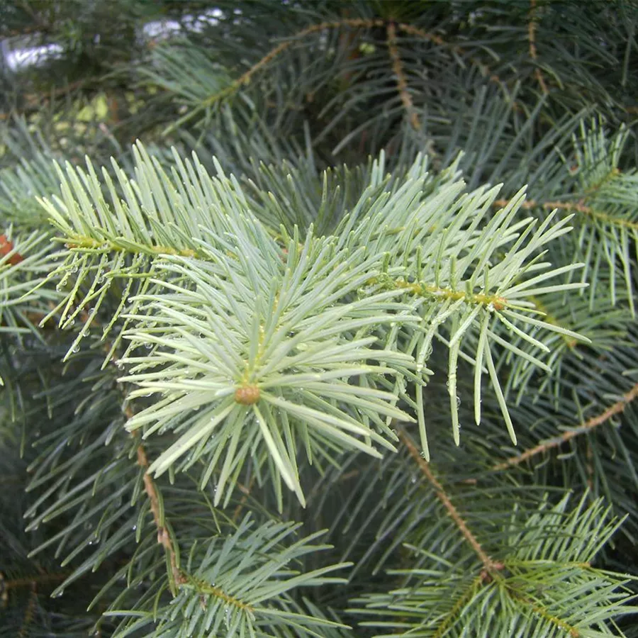 Abies concolor, Colorado-Tanne,Grautanne - Baumschule Böhlje