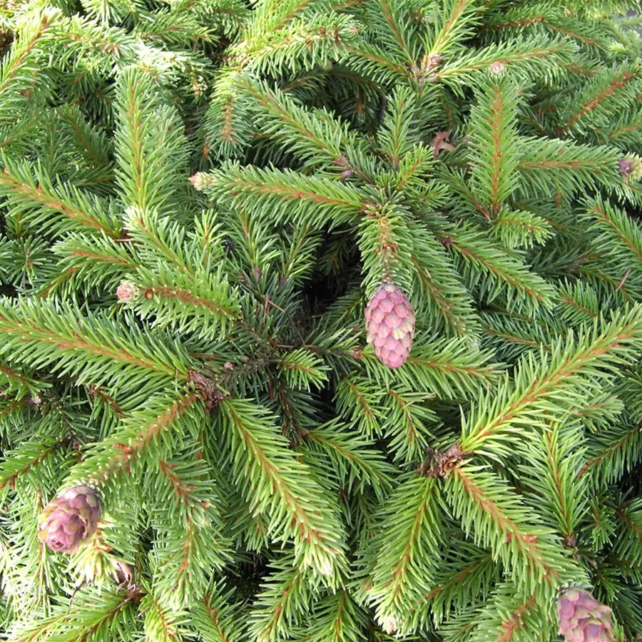 Picea abies 'Ronja', Rot-Fichte - Baumschule Böhlje