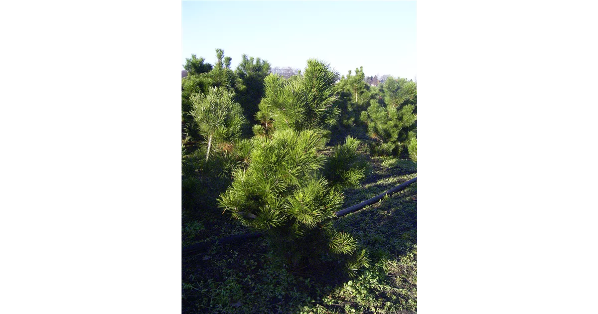 Pinus contorta 'Compacta', Kompakte Drehkiefer - Baumschule Böhlje