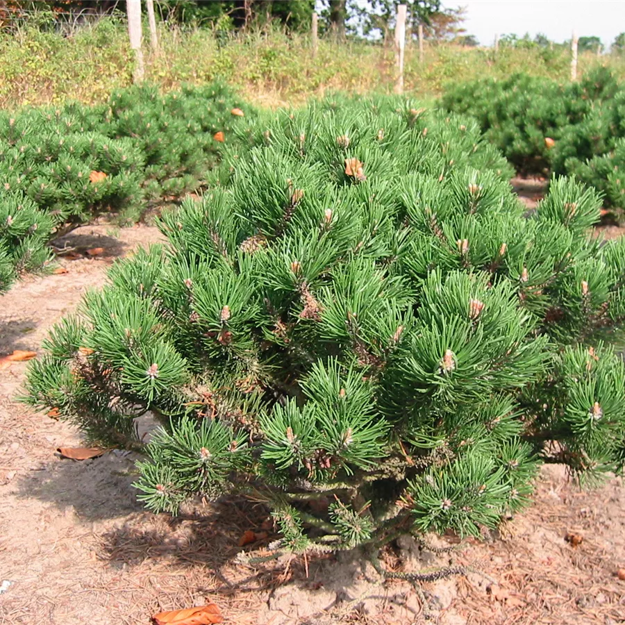 Pinus mugo 'Laurin', Berg-Kiefer 'Laurin' - Baumschule Böhlje