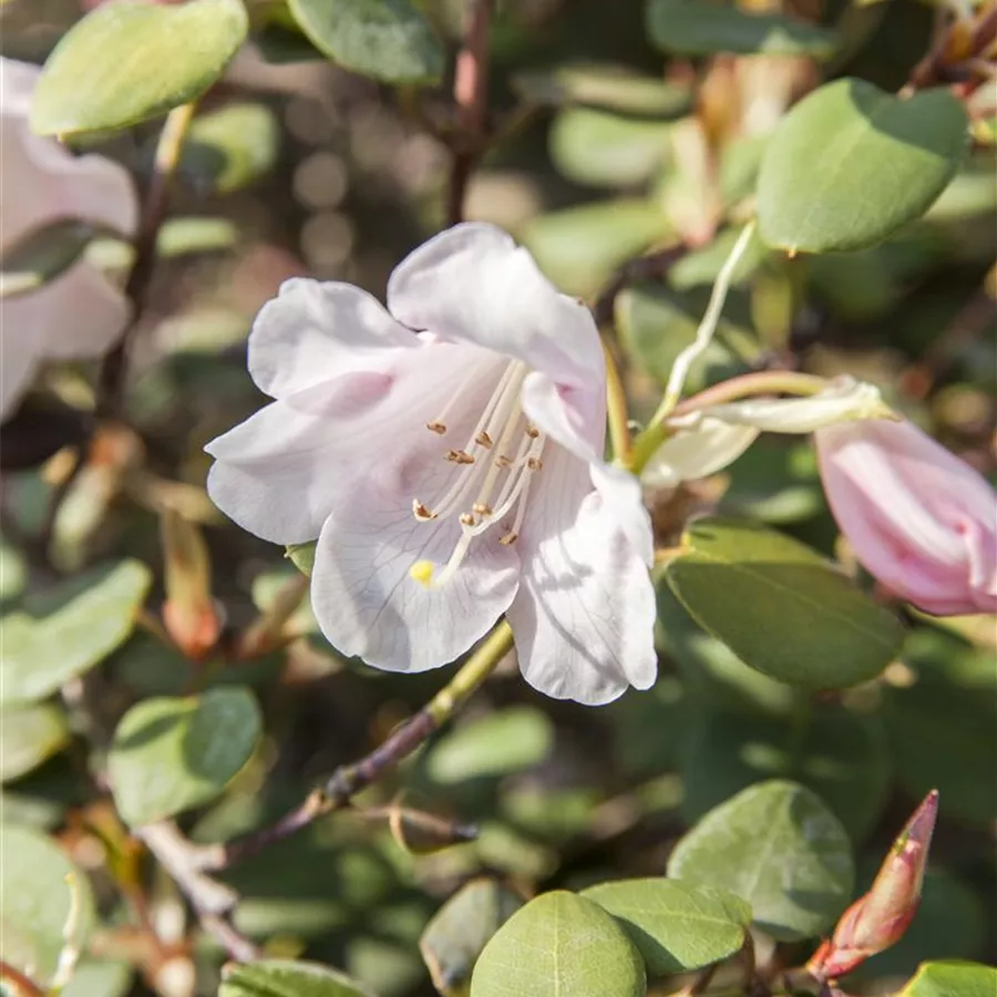 Rhododendron williams.'Jackwill' I, Williams.-Rhododendron 'Jackwill ...