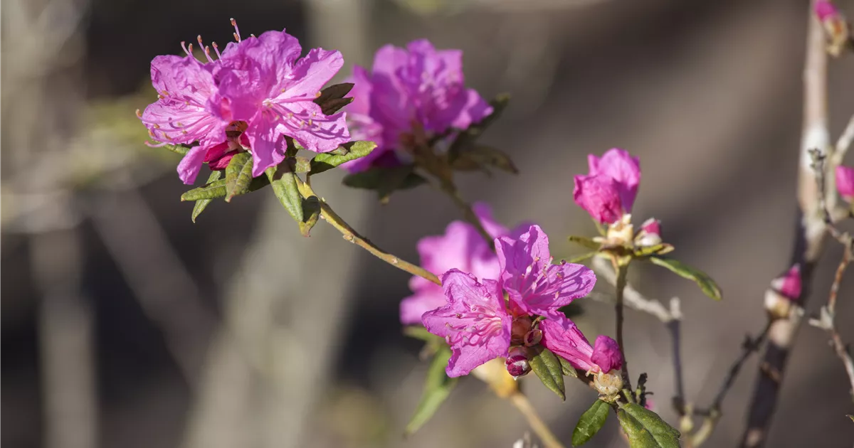 Rhododendron dauric.'Boskoop Ostara', Rhododendron dauricum 'Boskoop ...