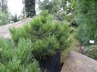 Pinus mugo 'Laurin', Berg-Kiefer 'Laurin' - Baumschule Böhlje