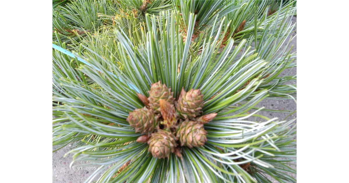 Pinus pumila 'Draijer's Dwarf', Pummelkiefer 'Draijer's Dwarf ...