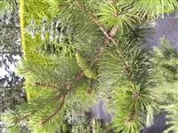 Pinus mugo 'Laurin', Berg-Kiefer 'Laurin' - Baumschule Böhlje