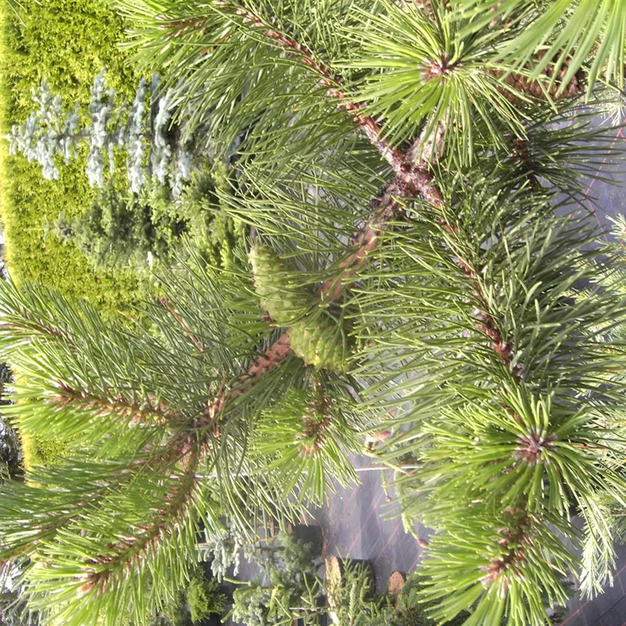 Pinus rigida, Pechkiefer - Baumschule Böhlje