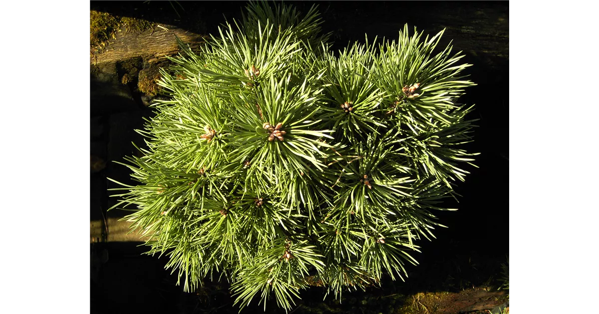 Pinus sylvestris 'Doone Valley', Gemeine Kiefer 'Doone Valley ...