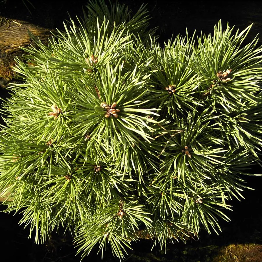 Pinus sylvestris 'Doone Valley', Gemeine Kiefer 'Doone Valley ...