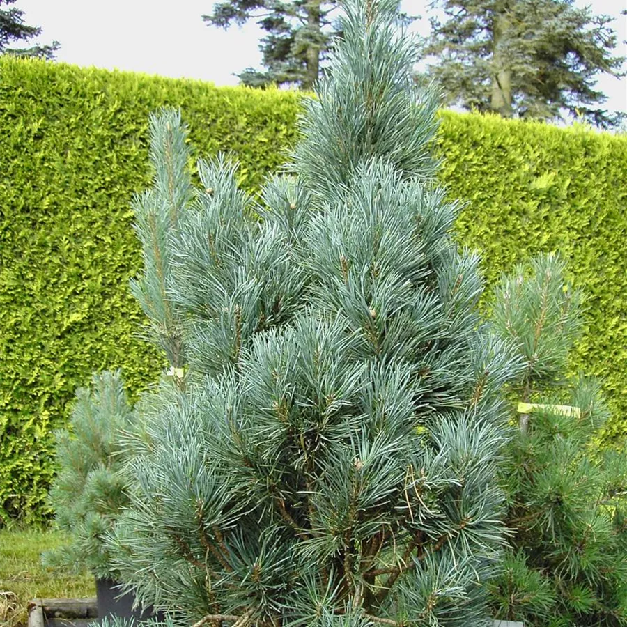 Pinus Sylvestris Fastigiata