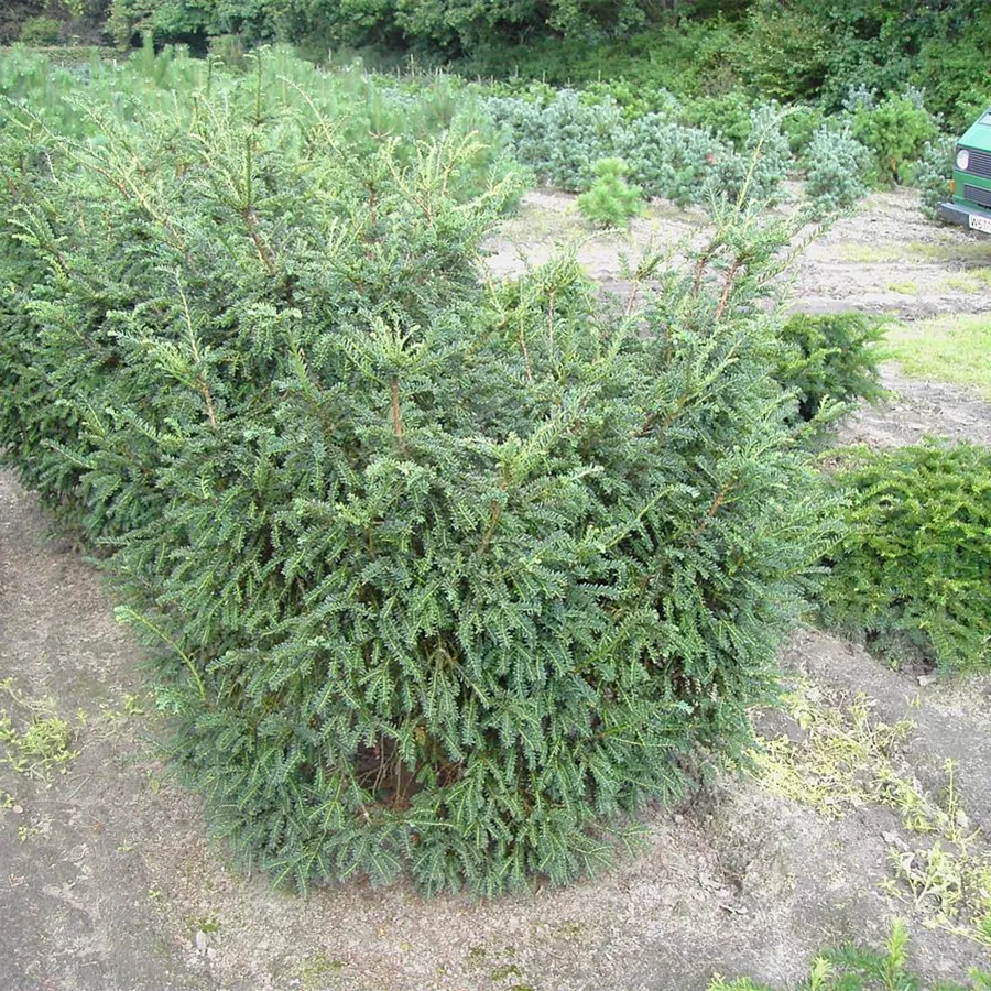 Taxus baccata 'Adpressa', Eibe 'Adpressa' - Baumschule Böhlje