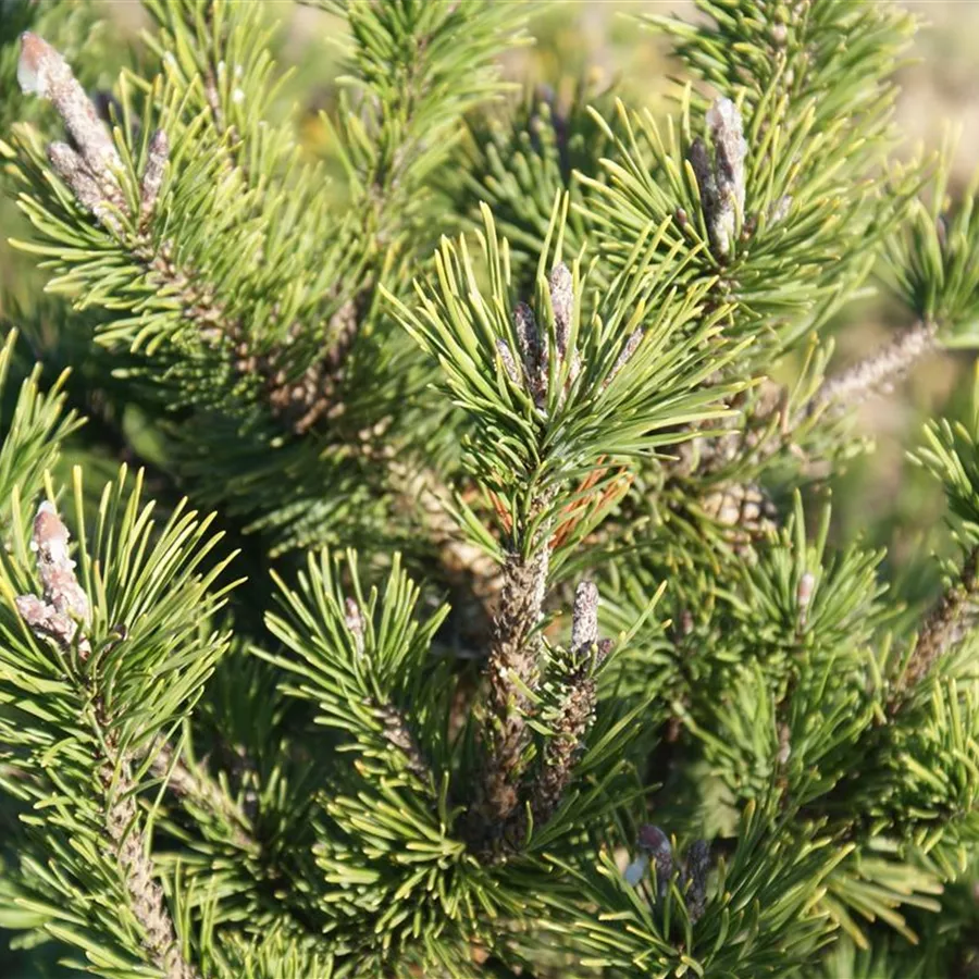 Pinus contorta 'Span´s Dwarf' - Baumschule Böhlje